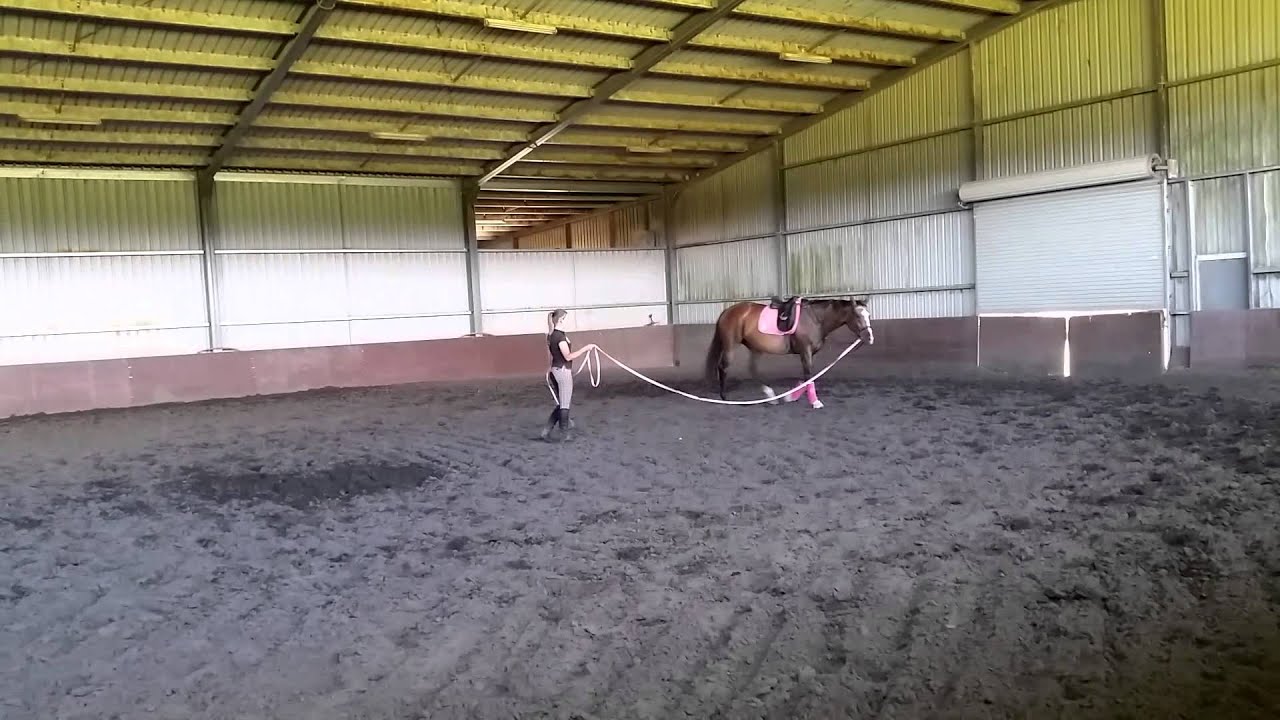 Lily on the lunge - YouTube