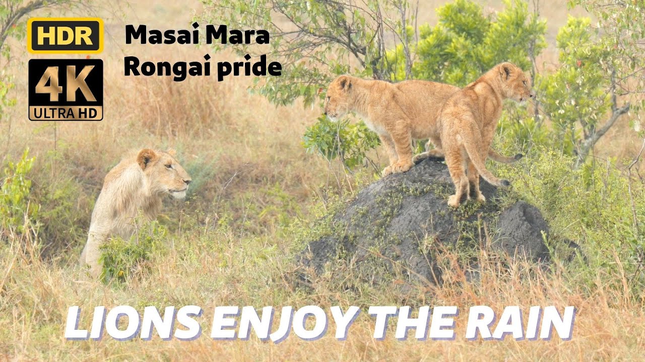 The lion cubs enjoy the first rain that they encounter as a new thing ...