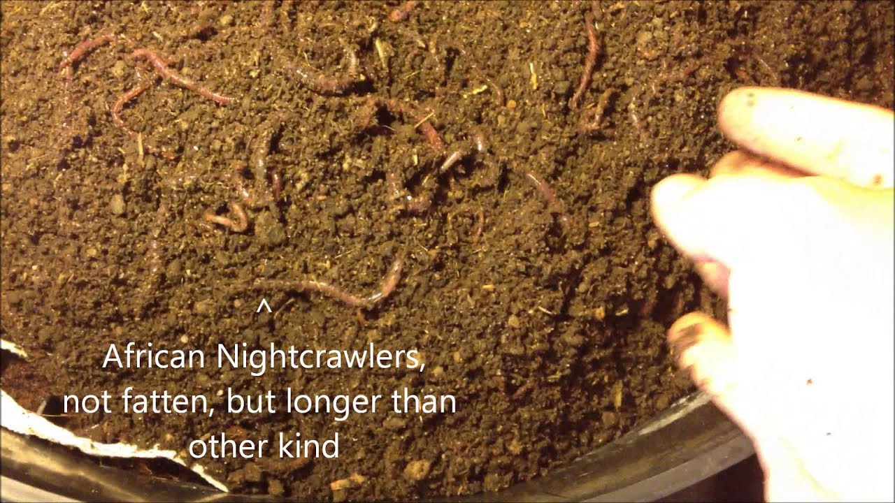 African nightcrawlers - YouTube
