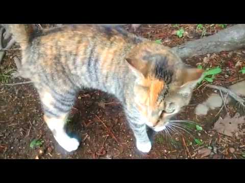 Garret Factory ® - Cathead Biscuit - YouTube