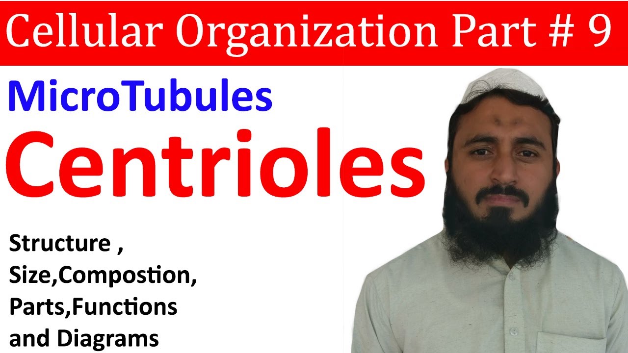 Centrioles structure and function || cellular organization|| class 11 || Lecture 09 || - YouTube