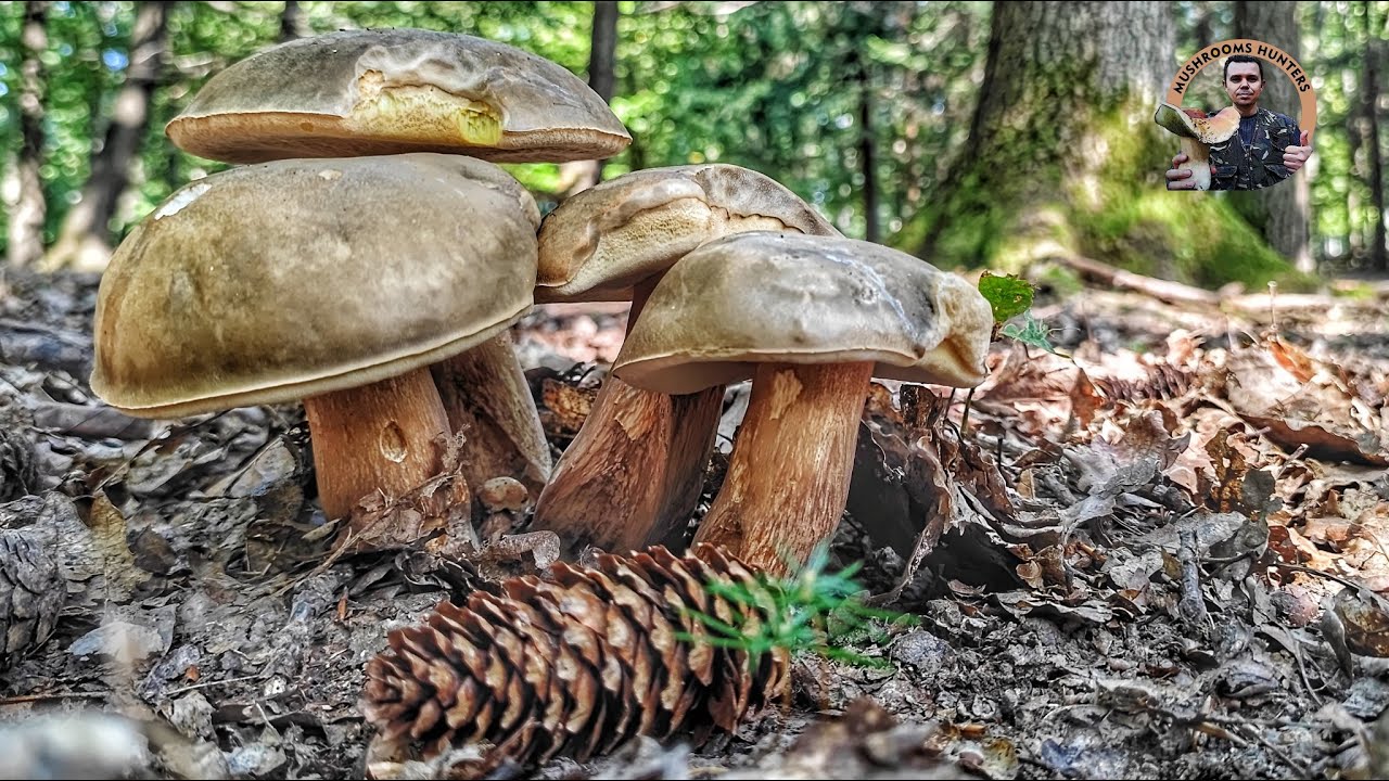 Hriby Huby Houby 12.9.23 | Prekrásne DUBÁKY z Kopanic našli sme hríby ...