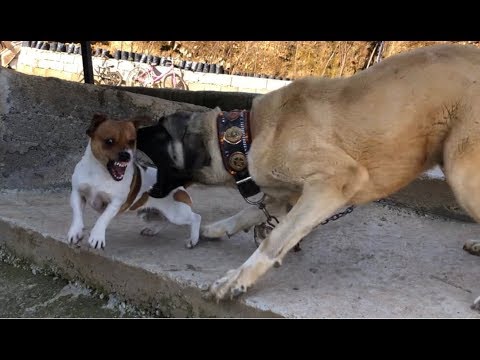KEMİK PARTİSİNDE PARS REİS’İN AMEL DEFTERİ KAPANIYORDU :))  #canecorso #dogoargentino