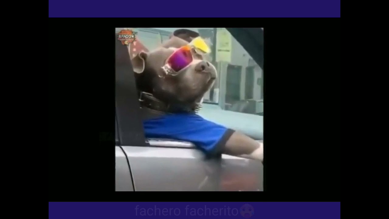 Top 5 perros con mucho flow (refacheros) 🥵 - YouTube