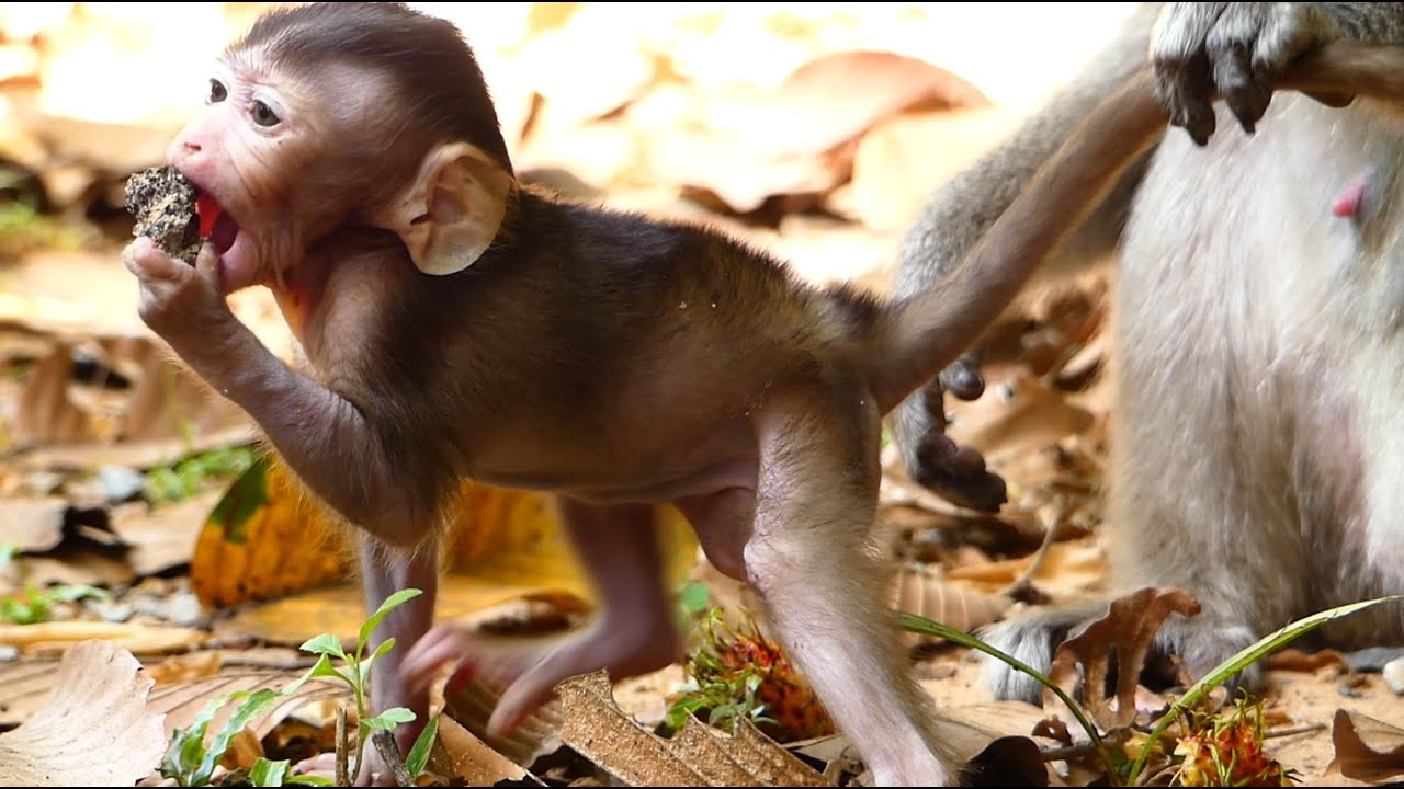 Make Sure BB Monkey Tilly Has Teeth, How To Check Her Teeth? - YouTube