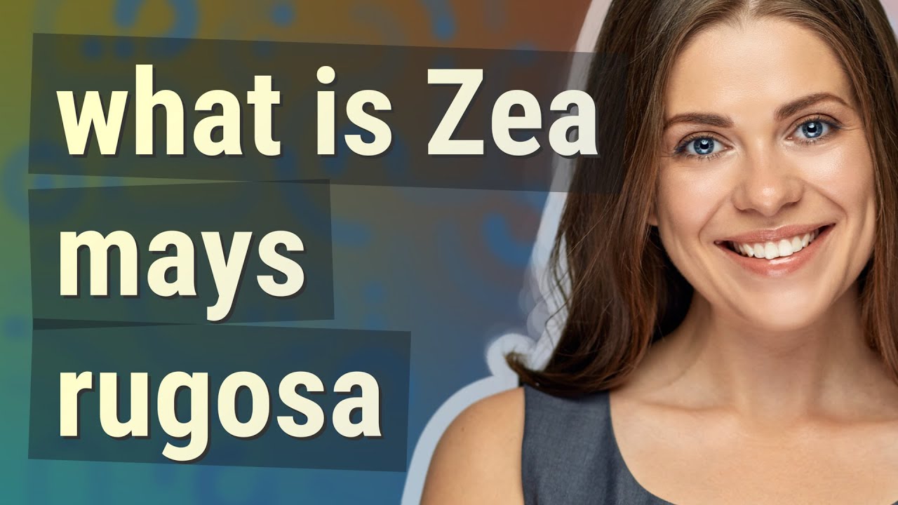 Zea mays rugosa | meaning of Zea mays rugosa - YouTube