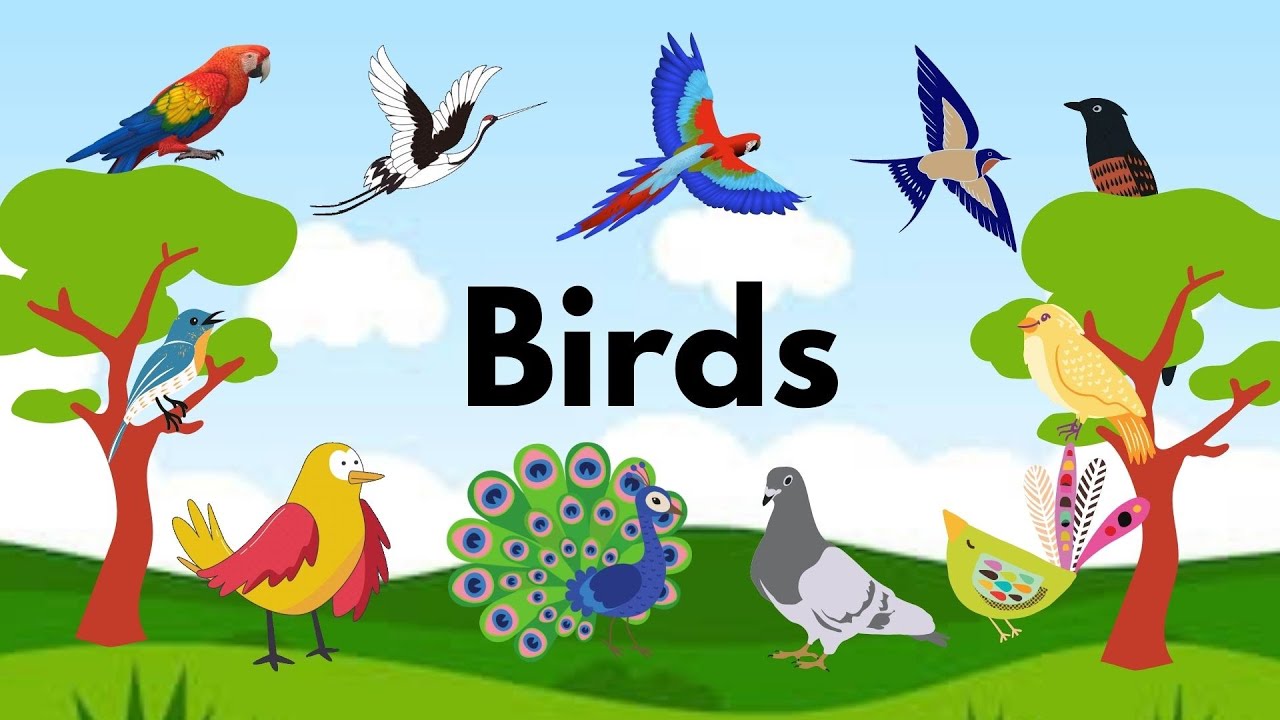 Birds names for kids | Names of Birds | Birds names with pictures ...