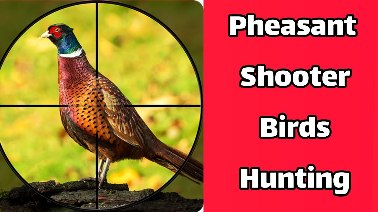 Pheasant Shooter Birds Hunting free hunting - YouTube