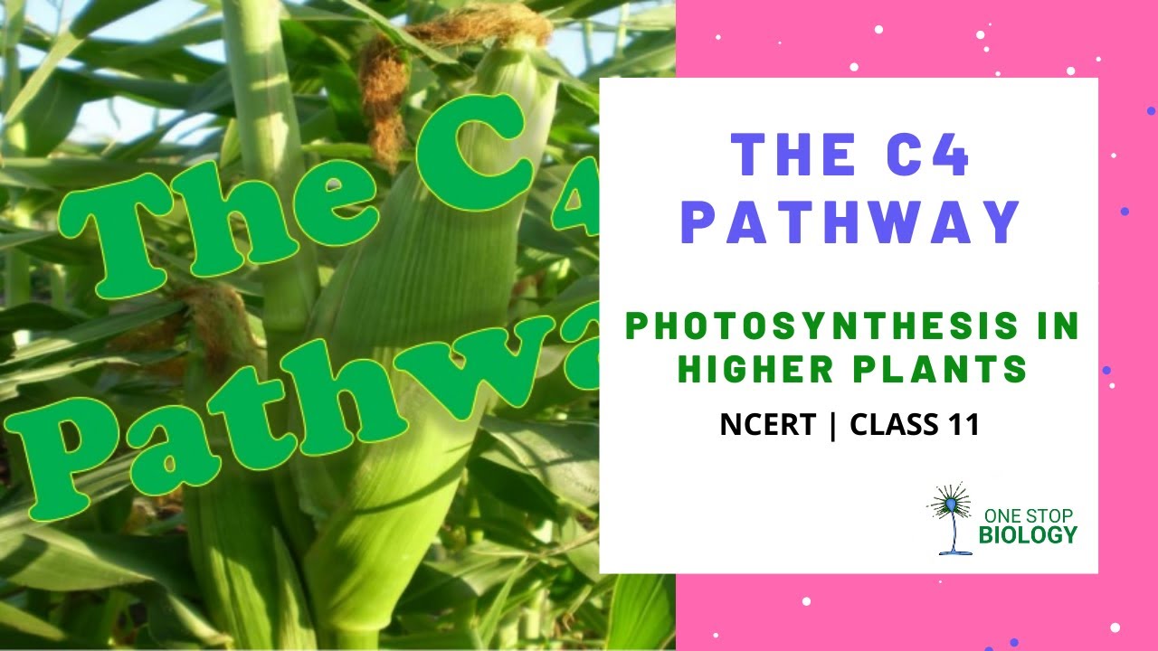 The C4 Pathway | Photosynthesis | One Stop Biology | Shruti Ma'am ...