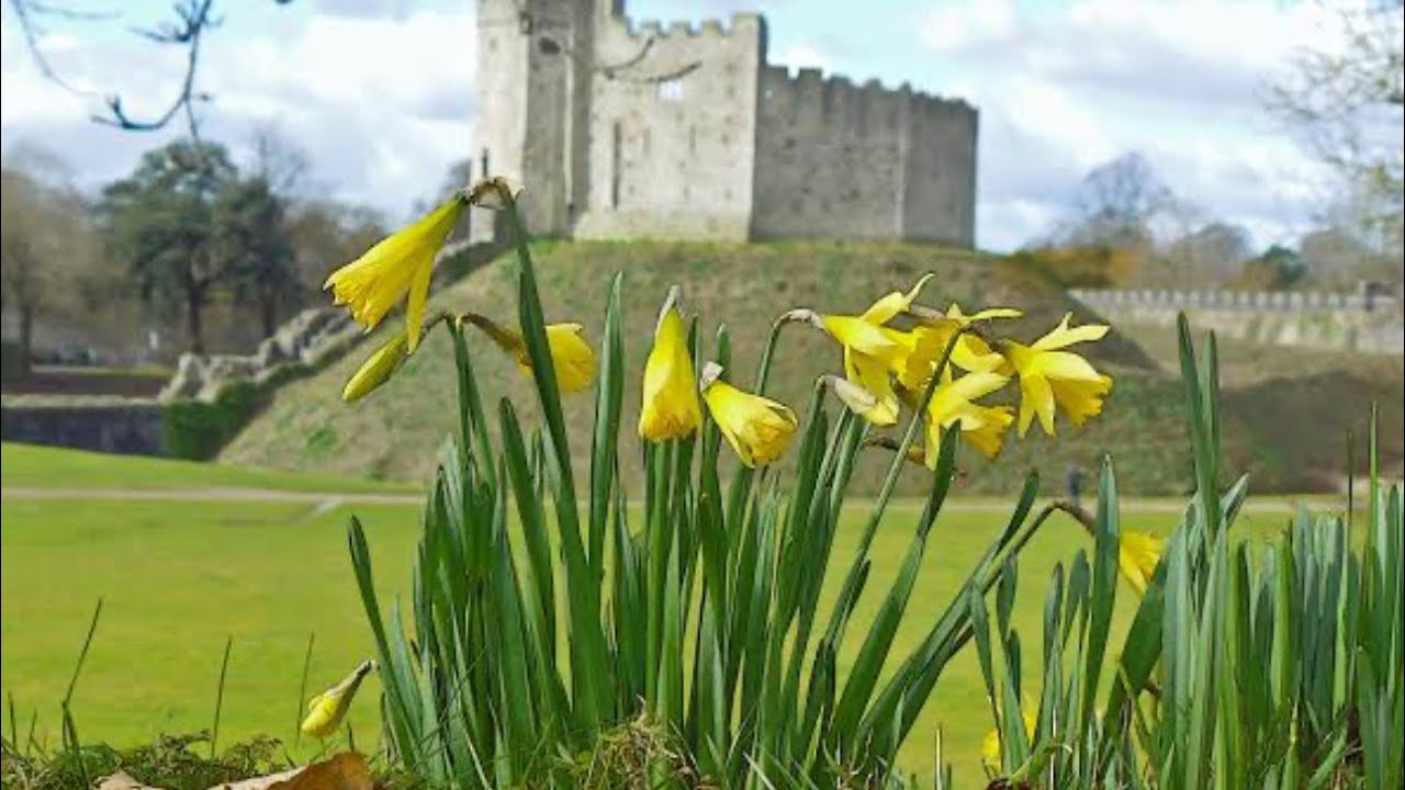 Beautiful fresh flowers of Cardiff | Cardiff City | Rare Flowers ...