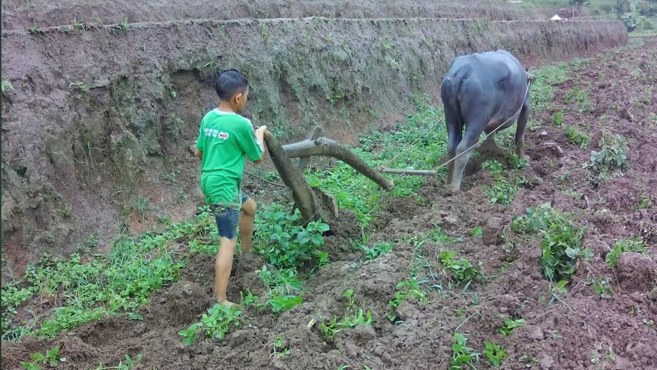 11 year old boy buffalo plowing - YouTube