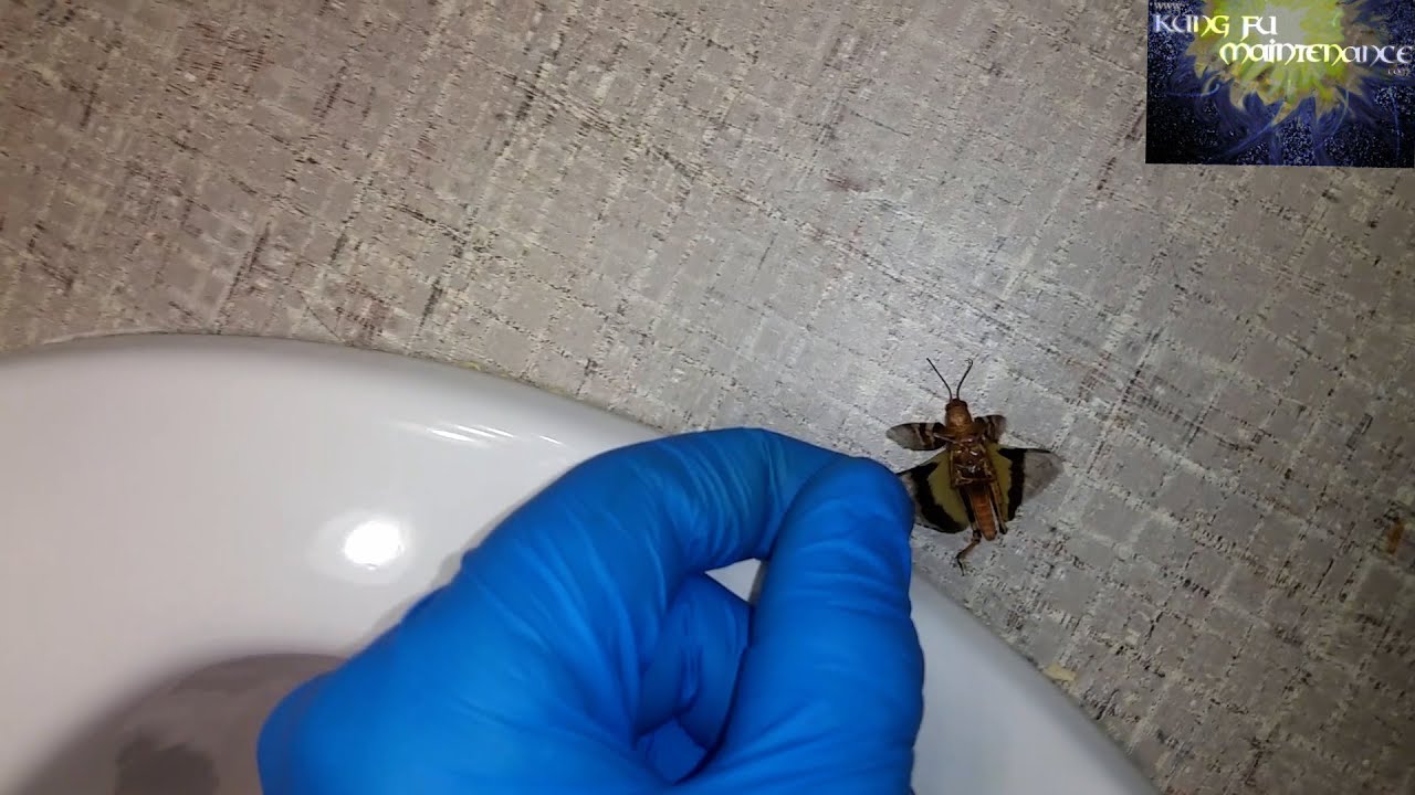 Strange Locust Grasshopper With Butterfly Wings - YouTube