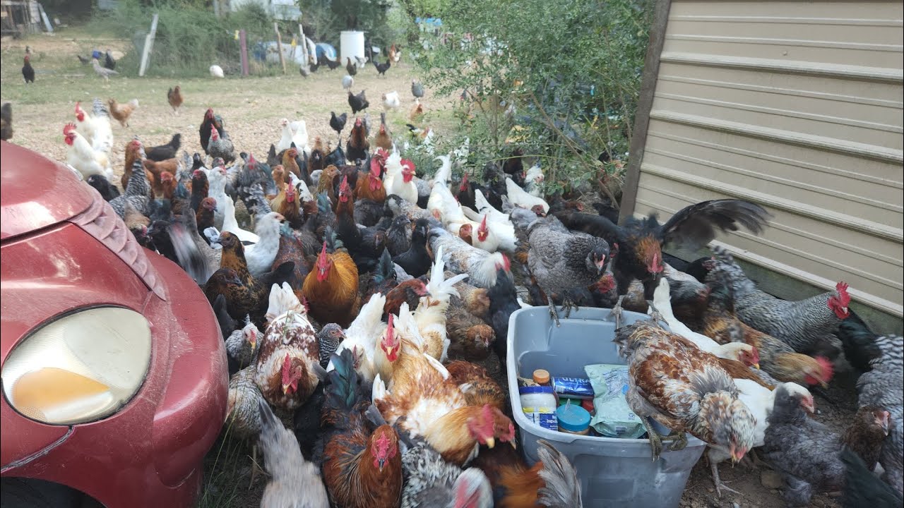 Real Raw Look At Free Range Chickens On 7 Acers In The Deep SOUTH OF ...