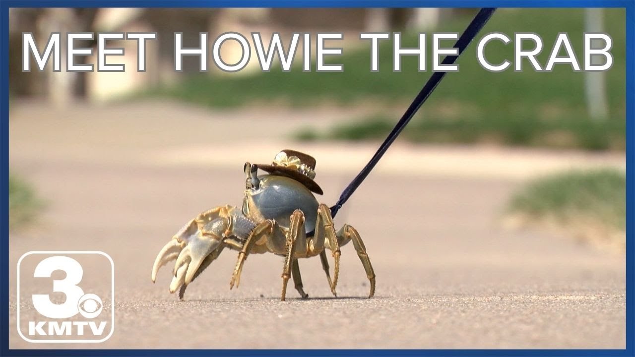 Omaha's Howie the Crab steals hearts worldwide, as mom aims to educate ...