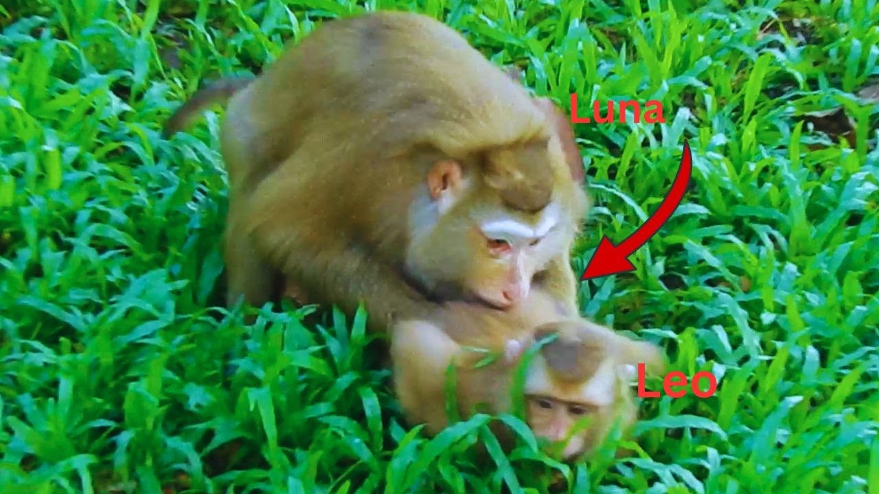 Oh, Monkey Luna bites Monkey Leo when Monkey Leo is playing with Luno ...