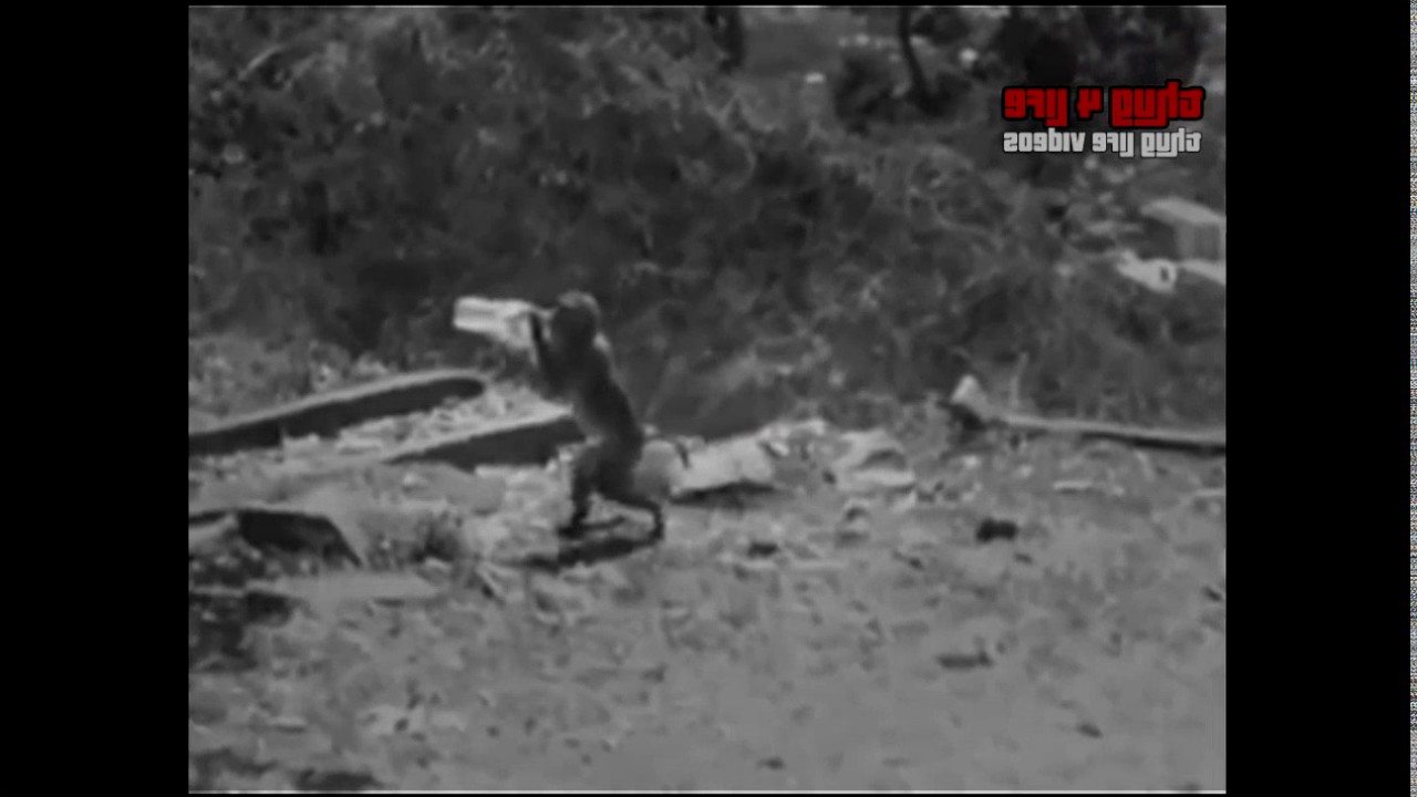 Thuglife funny animals monkey | thuglife NEW LIFE - YouTube