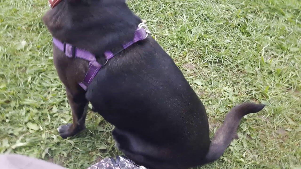 Shania dog sunday getting ready to go home - YouTube