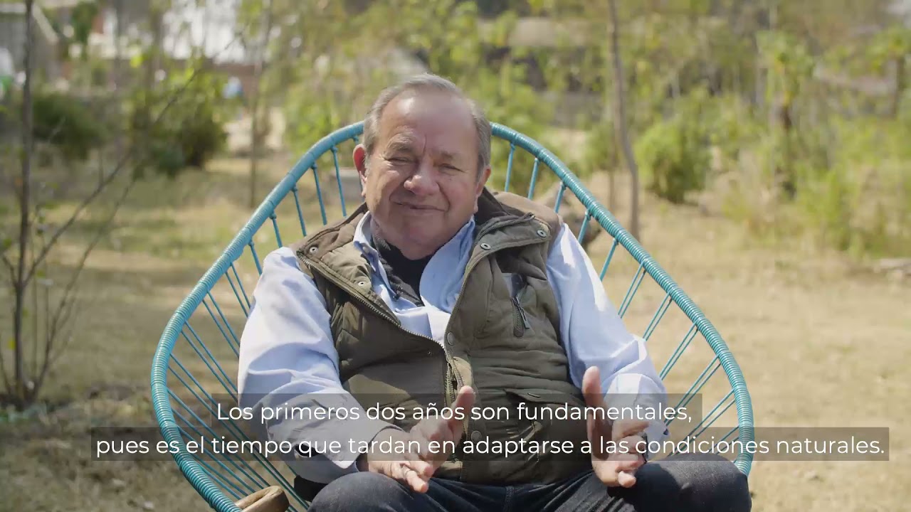 ¿Por qué es importante la restauración de Tarango? - YouTube