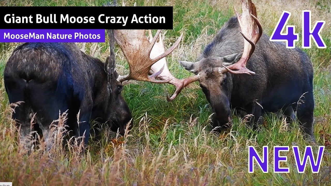 Giant Bull Moose Crazy Action shifting into gear any day now - YouTube