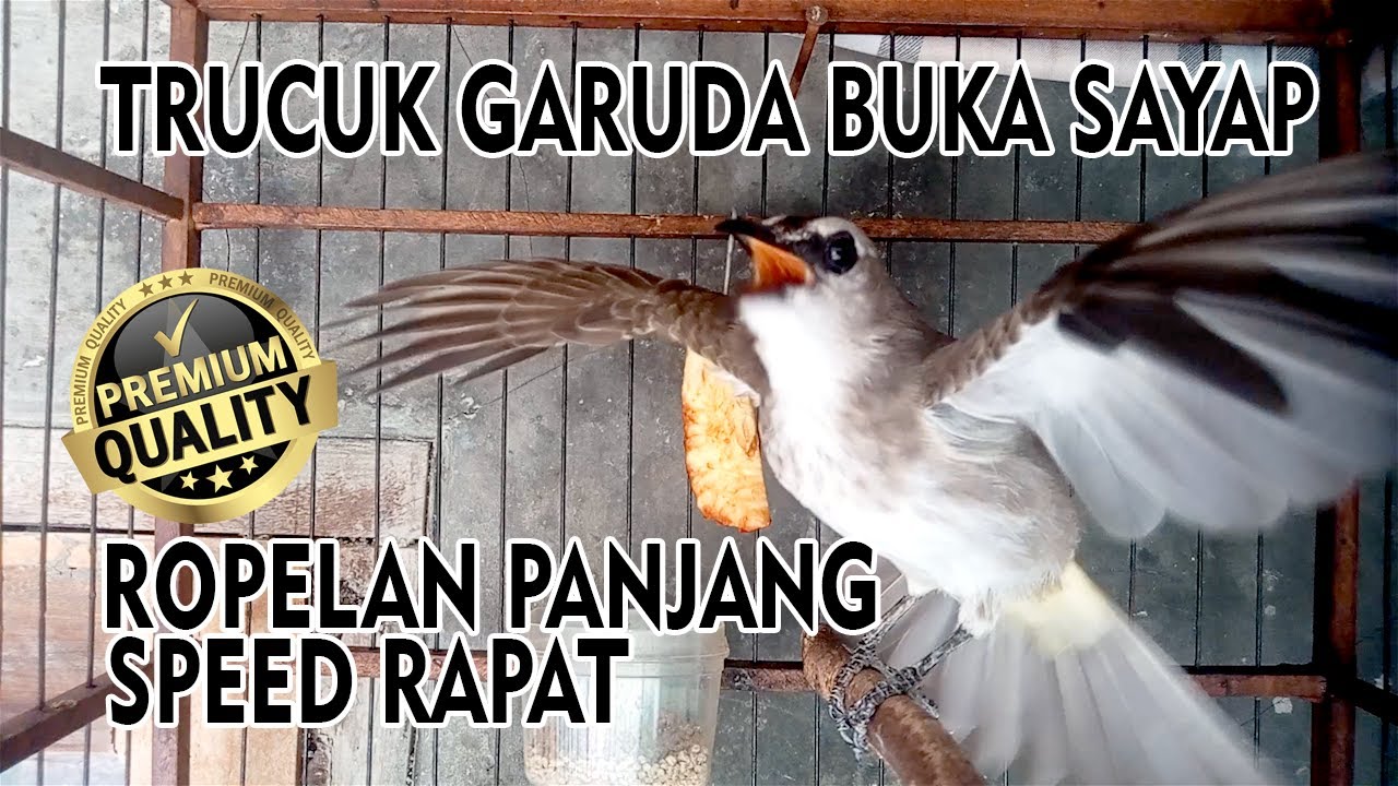 Trucukan GARUDA Gacor Dongkrak Emosi agar yang lain ROPEL PANJANG - YouTube