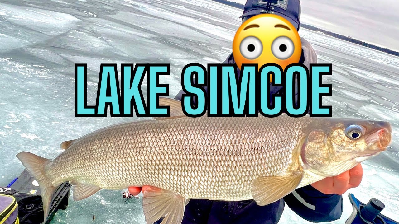 ICEFISHING LAKE SIMCOE FOR WHITEFISH - YouTube