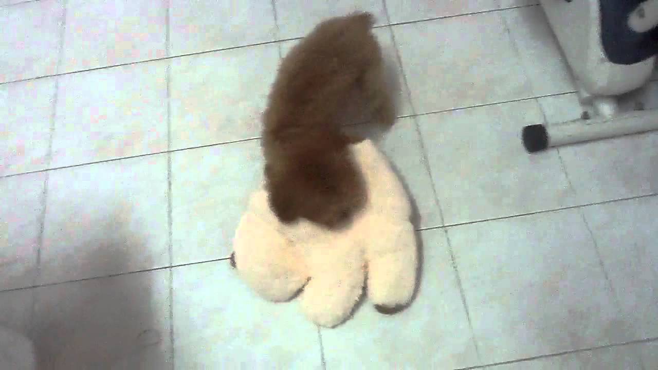 Jacky attack dog - YouTube