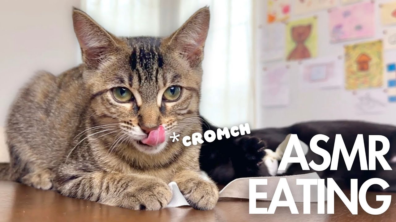 Kitten ASMR Eating Crunchy Treats (satisfying) - YouTube