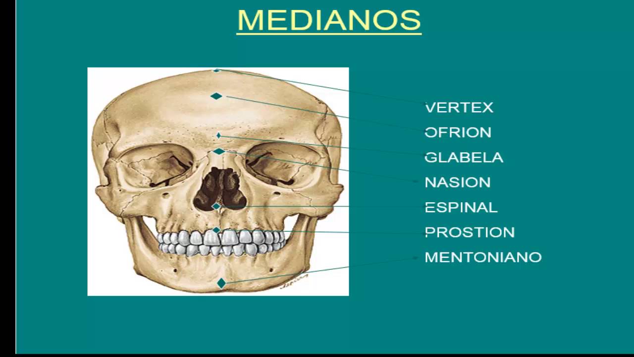 FONTANELAS Y PUNTOS CRANEOMÉTRICOS - YouTube