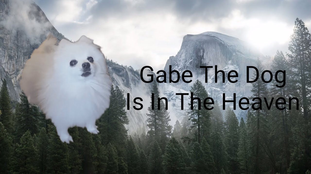 Gabe The Dog In The Heaven - YouTube
