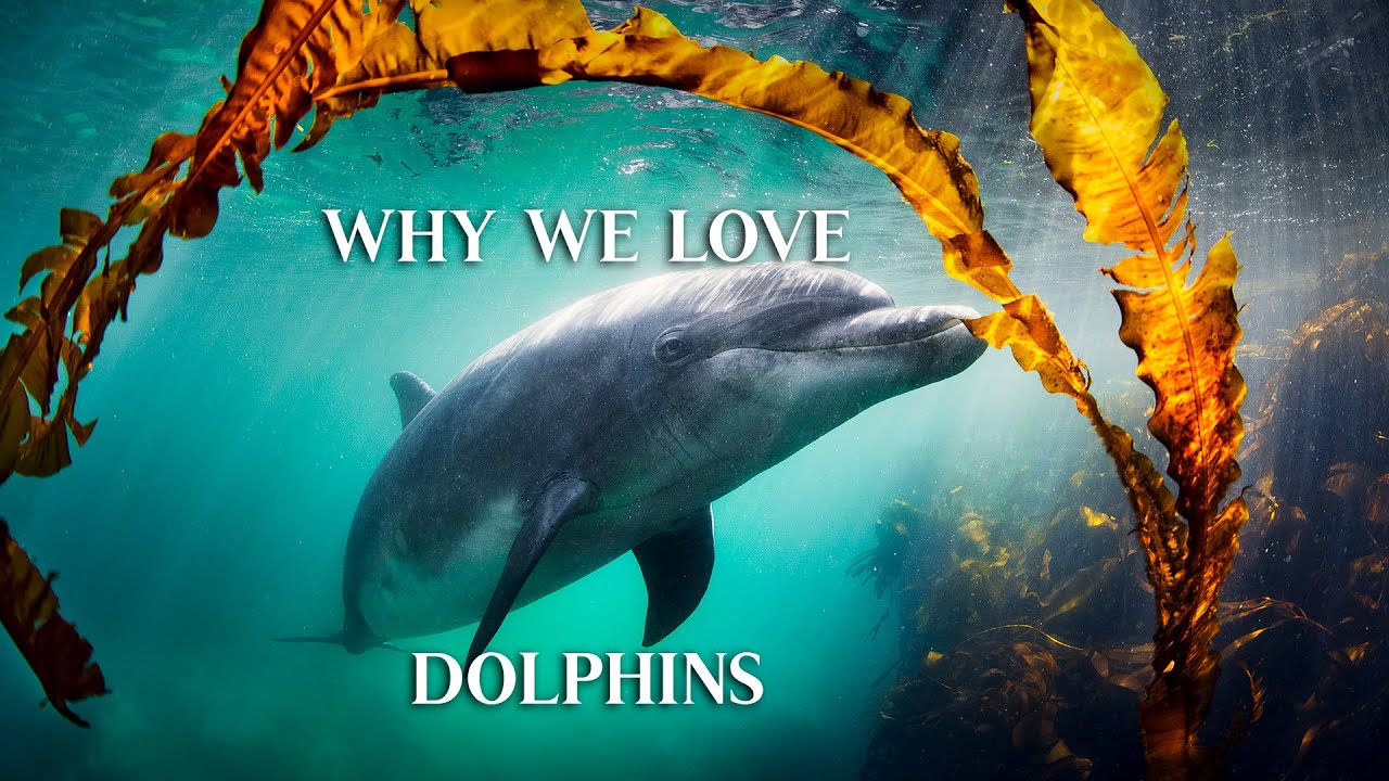 Why We Love DOLPHINS Feature documentary Promo - YouTube