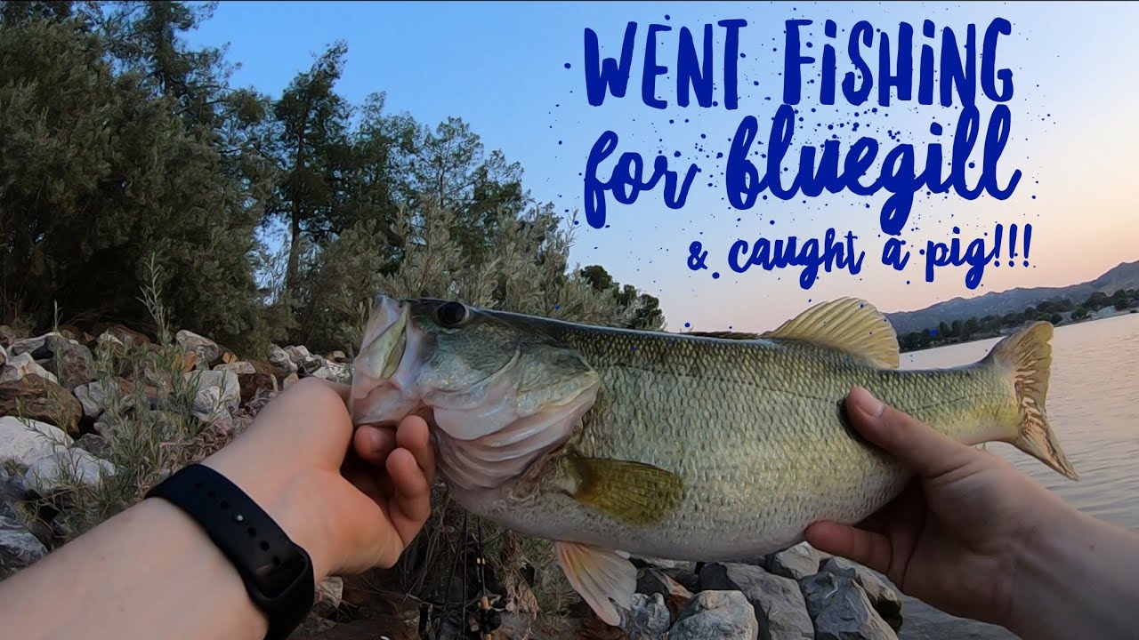 We went fishing for Bluegill & caught a Pig!!!-Castaic Lagoon - YouTube