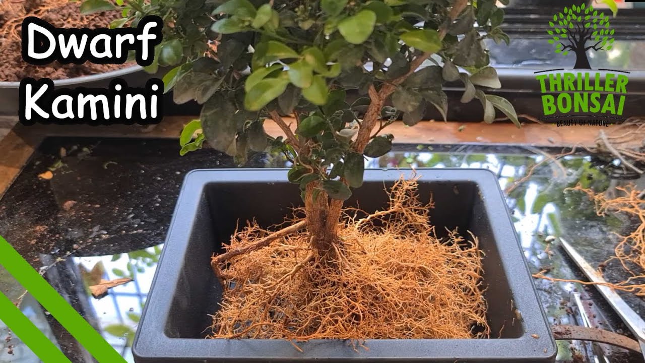Dwarf Kamini - Awesome Bonsai Tree - YouTube