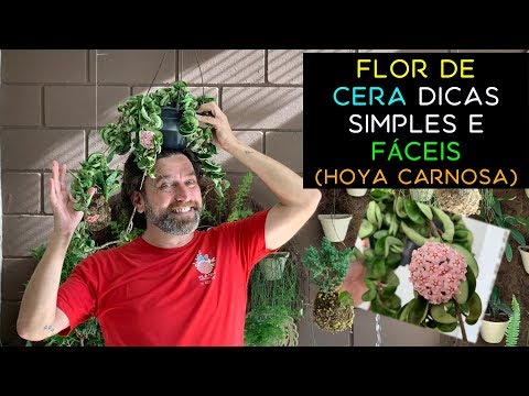 Flor de Cera Dicas Simples e Fáceis (Hoya Carnosa)