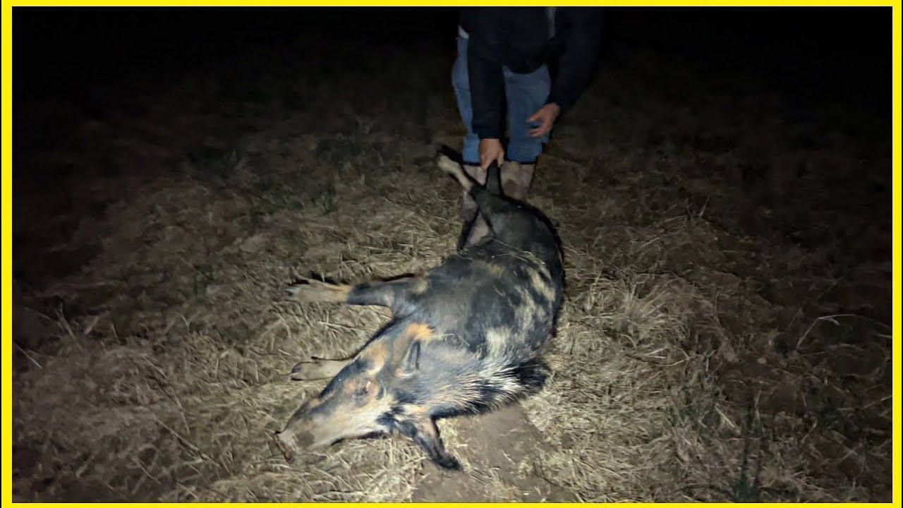 Cacería de Marrano Salvaje 2023 con @caceriaextrema7216 - YouTube