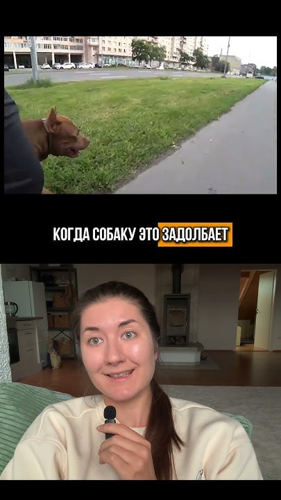 Команда "Рядом" и ЭШО. Последствия такой прогулки для собаки и ...