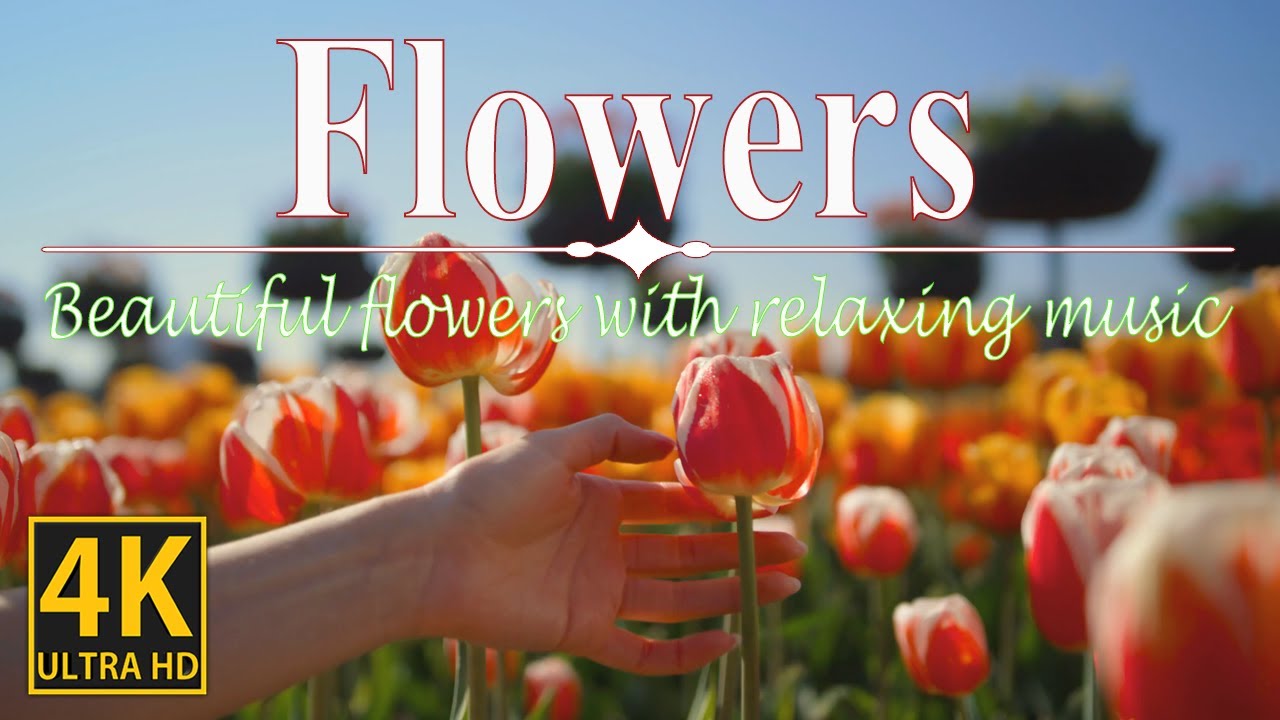 Flowers in 4K Ultra HD🌷 Beautiful & amazing flower video with relaxing ...