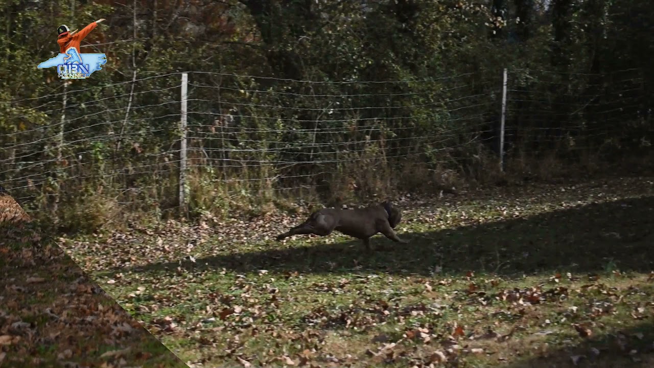 FEMALE XL BULLY RUNNING FULL SPEED!!!!!! - YouTube