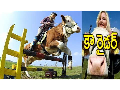 Cow Rider - Regina Mayer Trains Cow as a Show Horse - YouTube