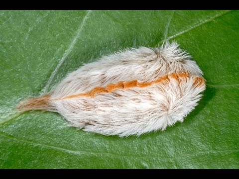 10 MOST DANGEROUS INSECTS YOU MUST RUN AWAY FROM - YouTube