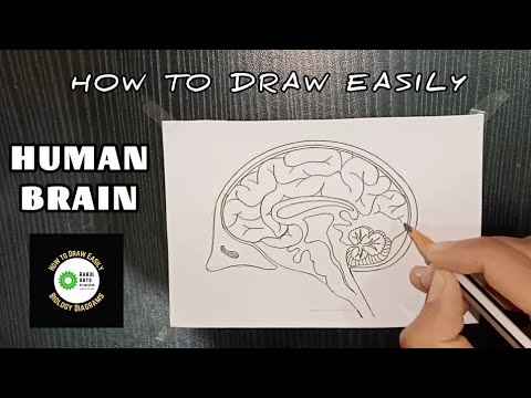 Easy trick to draw Human Brain - YouTube