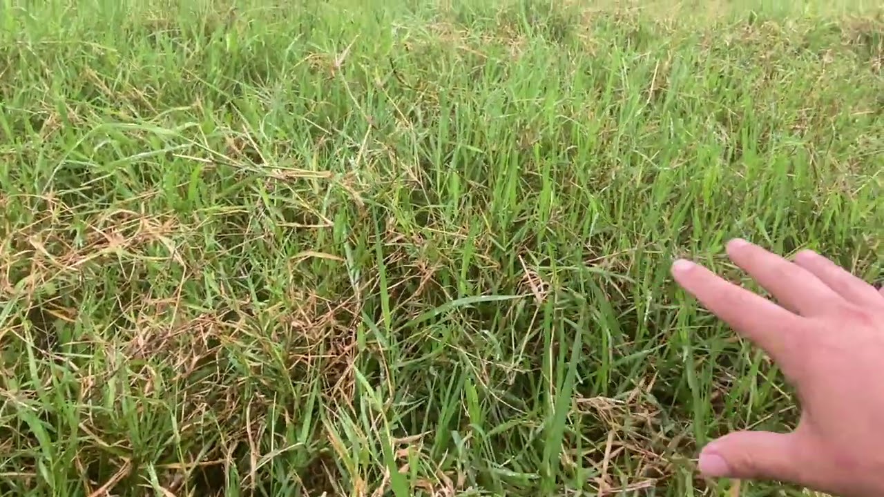 Capim TIFTON-85 (14 dias de rebrota) - YouTube