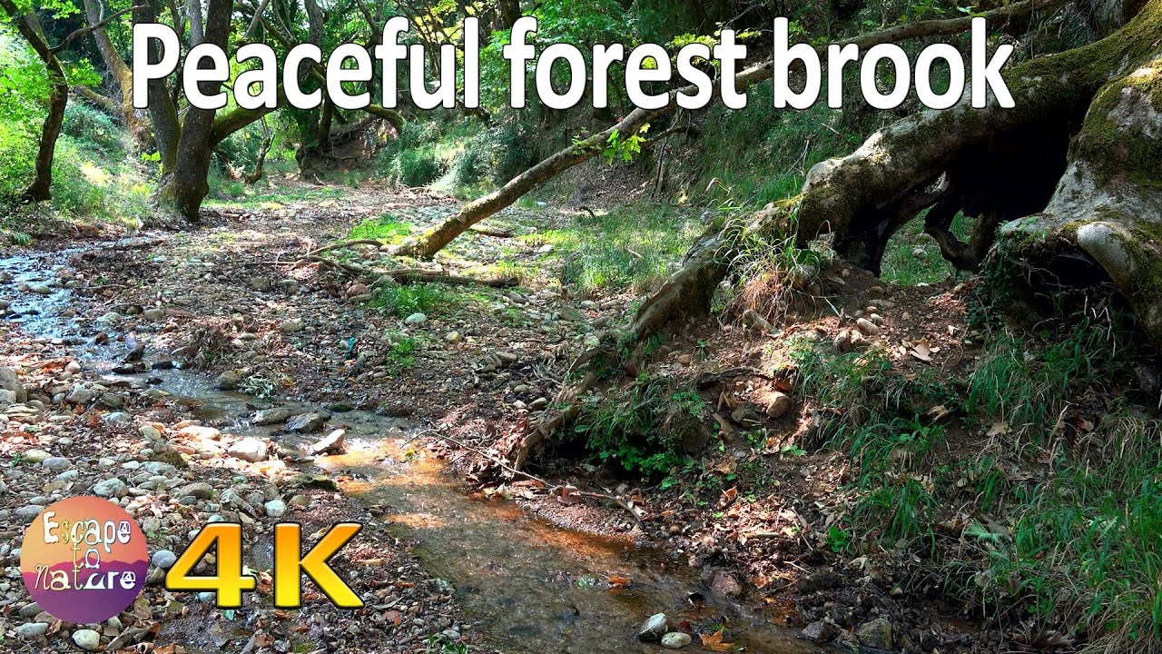 4K Peaceful forest brook - Calming creek sounds and forest birds ...