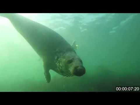 Focas grises aplaudiendo bajo el agua para comunicarse - YouTube