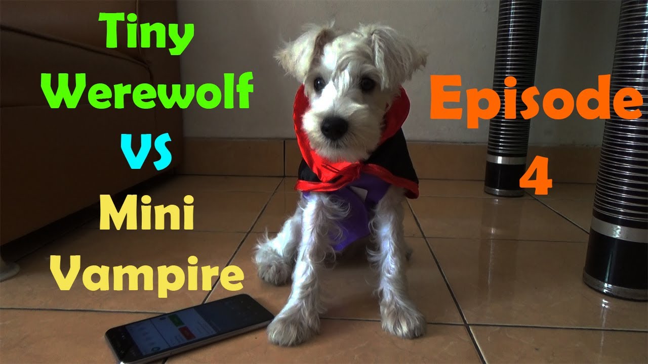 Tiny Werewolf vs Mini Vampire #4 - Mini Movie Series - Toy Poodle vs ...