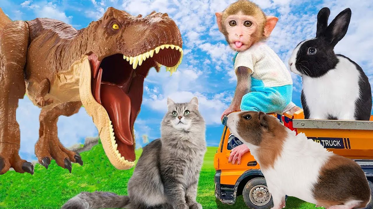 Khỉ con Chu Chu lái xe tải giải cứu chú thỏ con và Chuột Lang -Tắm cùng ...