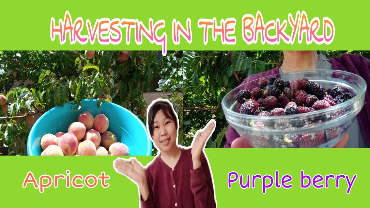 #freshfruit #gardening HARVEST DAY | more sweet fruits - YouTube
