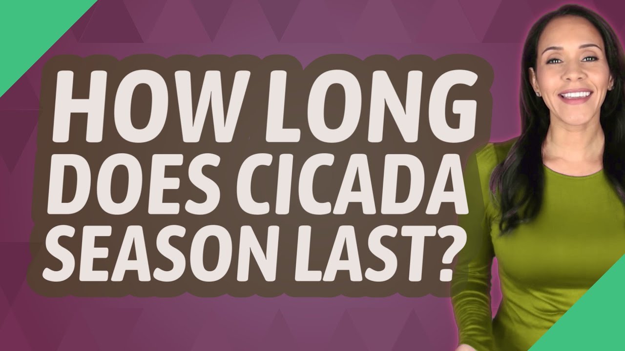 How long does cicada season last? - YouTube
