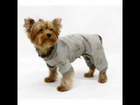 dogmoda одежда для собак купить - YouTube