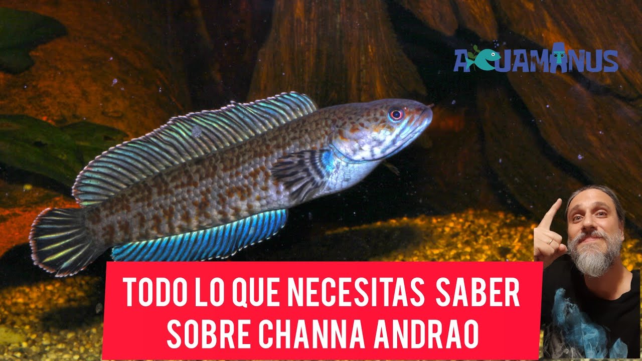 Todo lo que necesitas saber sobre Channa andrao - YouTube