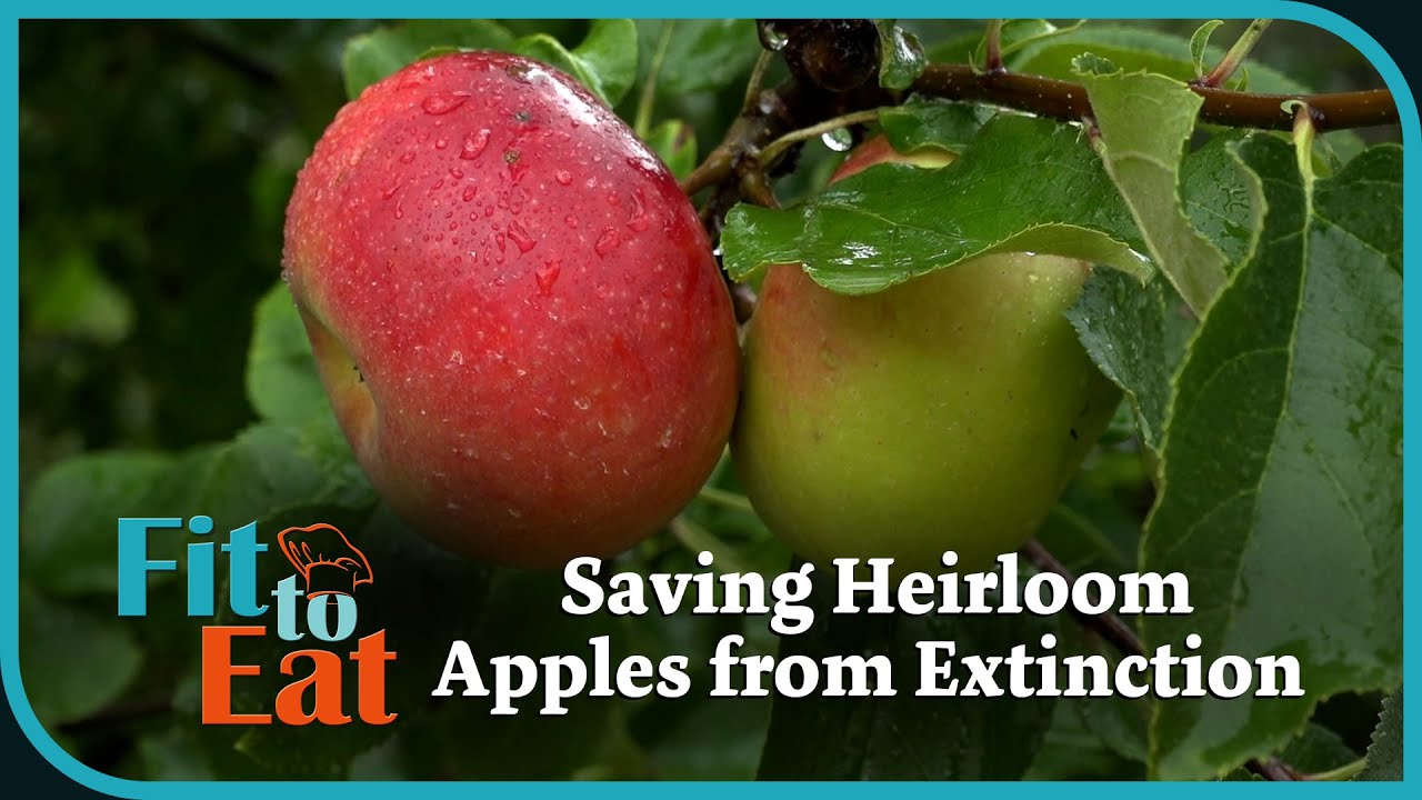 Saving Heirloom Apples from Extinction – Fit to Eat - YouTube